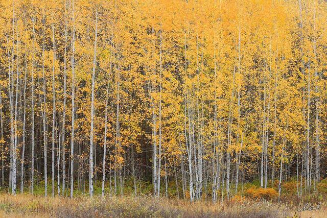 Amazing Trees: Nature Photography | Aaron Reed Photography
