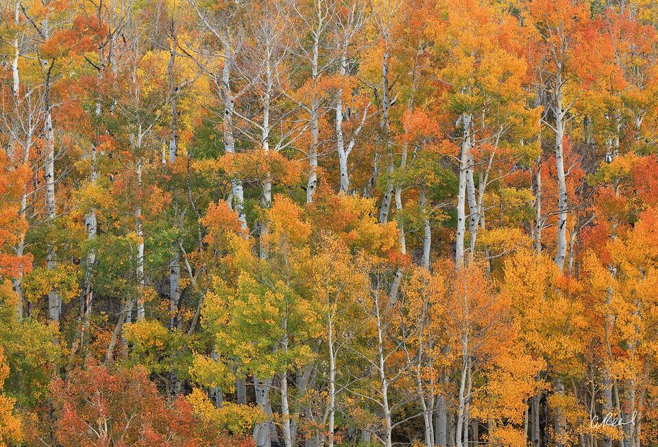 Tree Images | Nature Photography Wall Art | Fine Art Prints By Aaron Reed