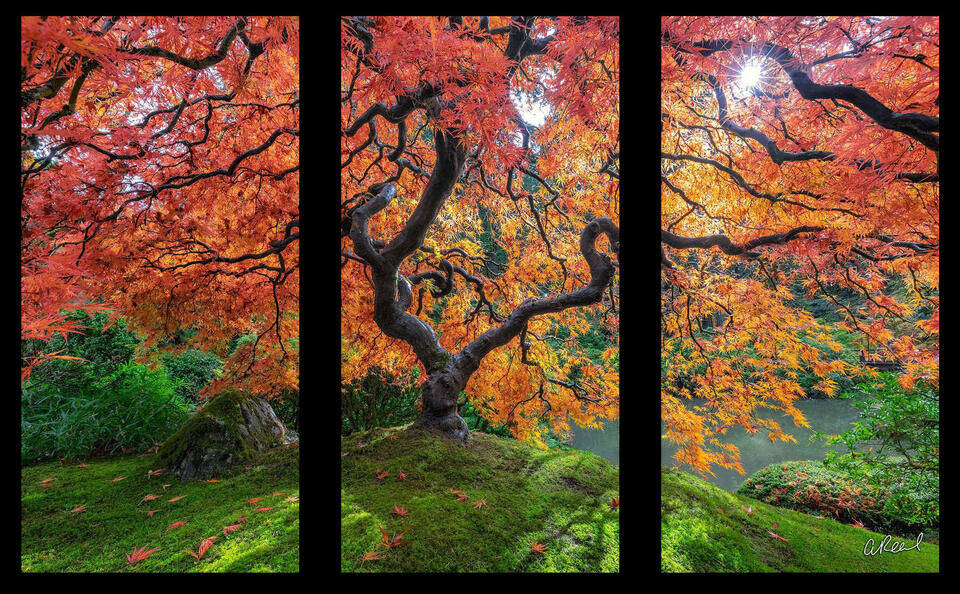 Triptych Wall Art | Fine Art Prints By Aaron Reed