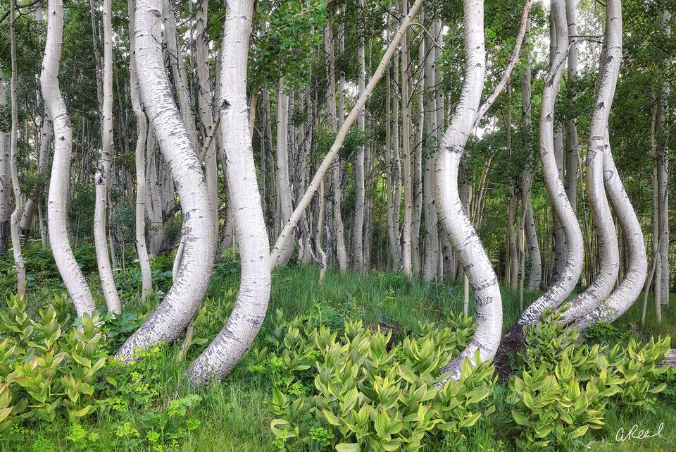 Newest Work | Fine Art Photography by Aaron Reed | Fine Art Prints By ...