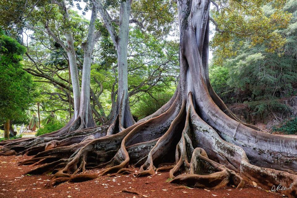 Tree Images | Nature Photography Wall Art | Fine Art Prints By Aaron Reed