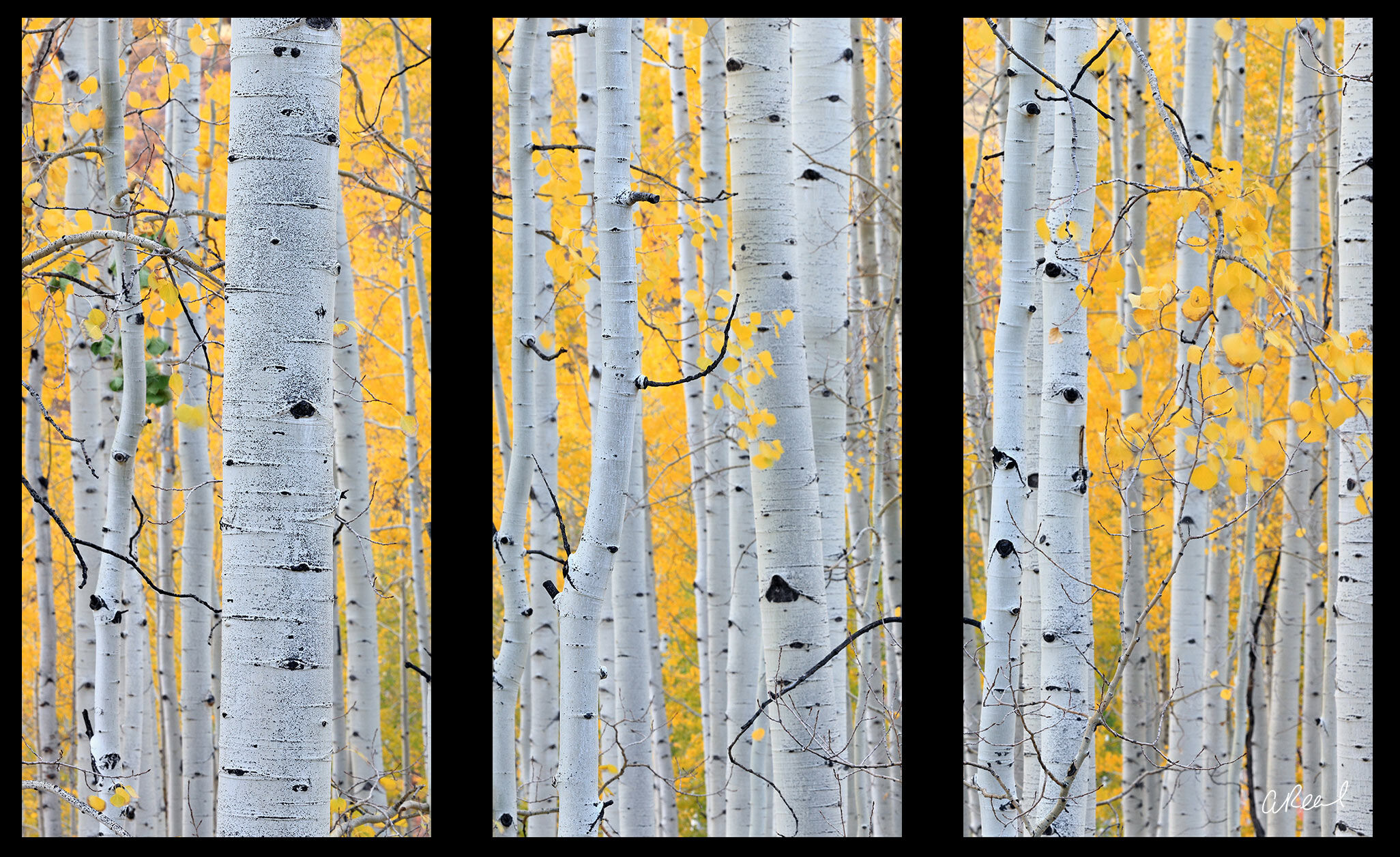 Julius Triptych | Telluride, Colorado | Fine Art Prints By Aaron Reed