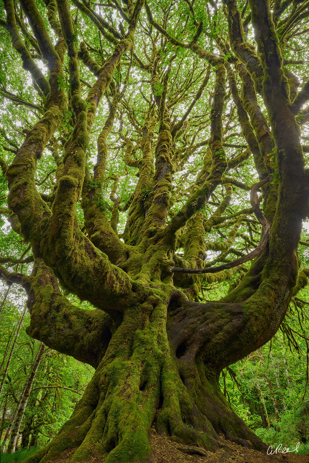 The Octopus King | Olympic National Park | Fine Art Prints By Aaron Reed
