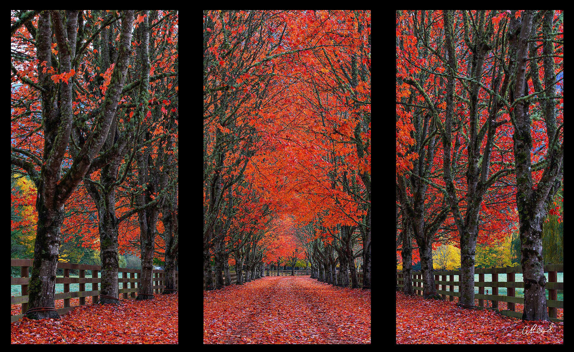 Tunnel Vision Triptych | North bend, WA | Fine Art Prints By Aaron Reed